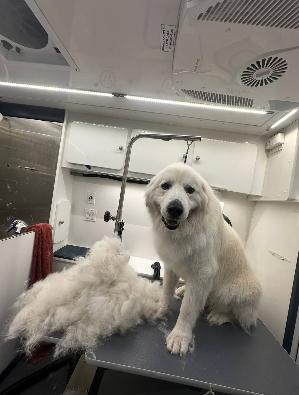 Mobile Dog & Cat Grooming in Denver | Groomie Roomie Denver